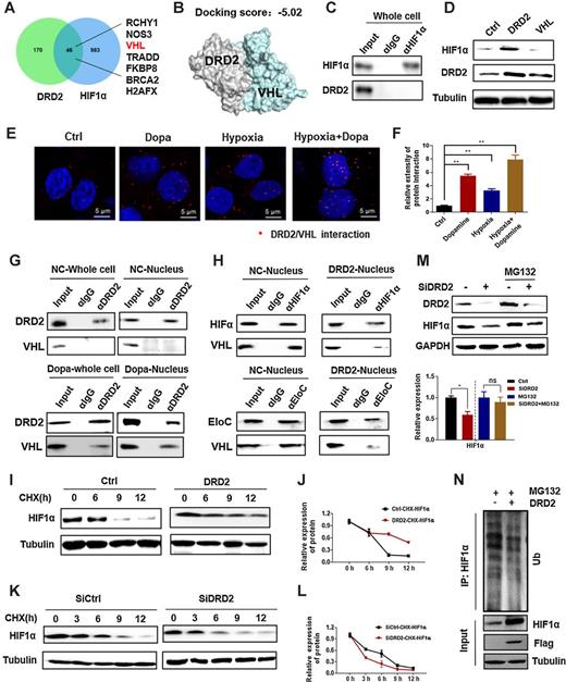 Psychologic Stress Drives Progression of Malignant Tumors via DRD2 ...