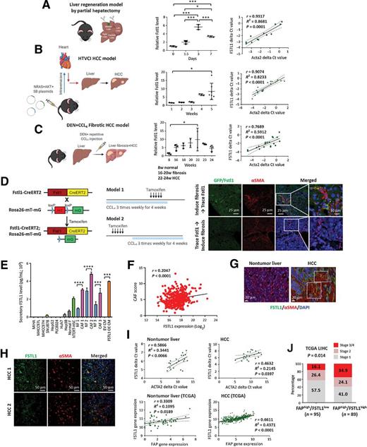 FSTL1 Secreted by Activated Fibroblasts Promotes Hepatocellular ...
