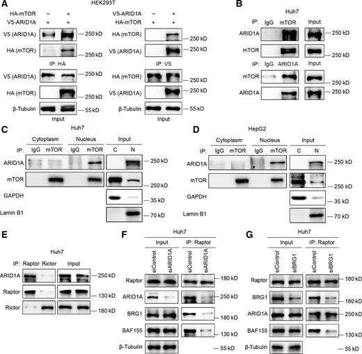 mTORC1 Promotes ARID1A Degradation and Oncogenic Chromatin Remodeling ...