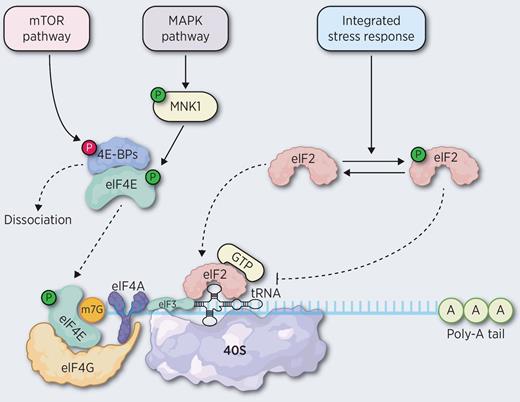 The Role of mRNA Translational Control in Tumor Immune Escape and ...