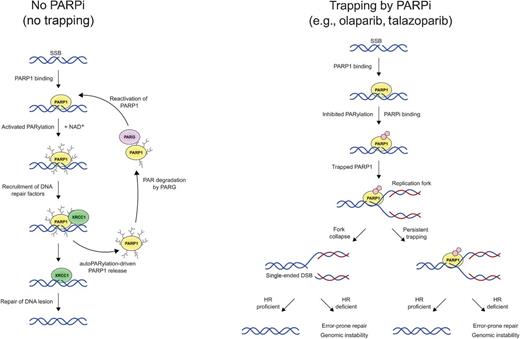 PARP Inhibitors – Trapped in a Toxic Love Affair | Cancer Research ...