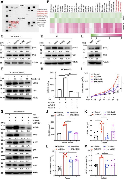 ALDH1A1 Activity in Tumor-Initiating Cells Remodels Myeloid-Derived ...
