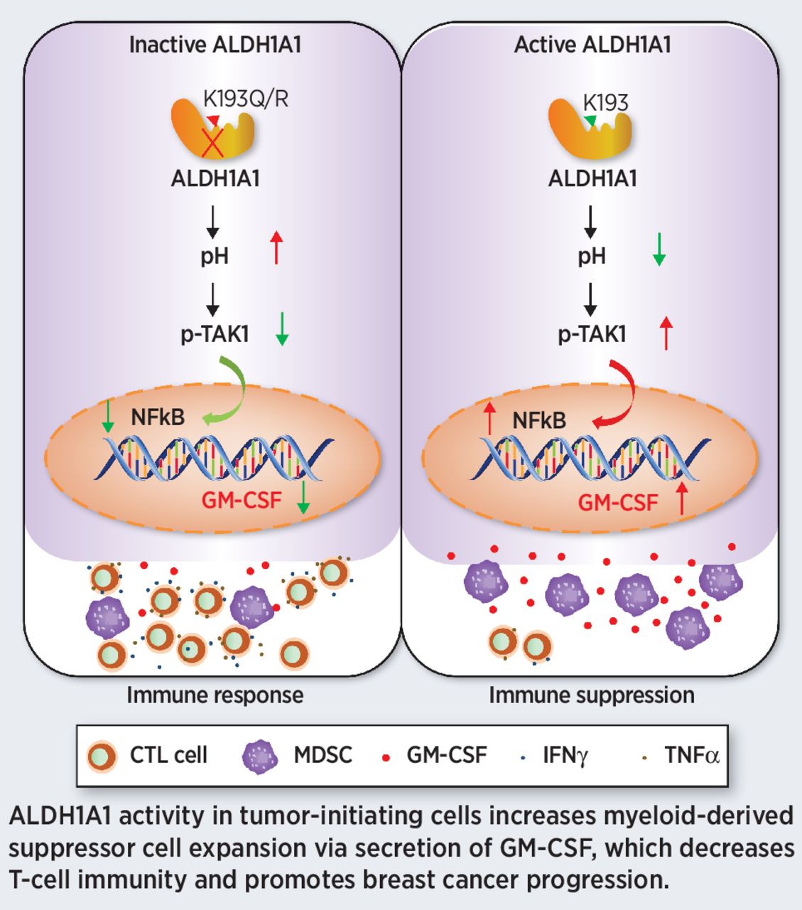 ALDH1A1 Activity in Tumor-Initiating Cells Remodels Myeloid-Derived ...