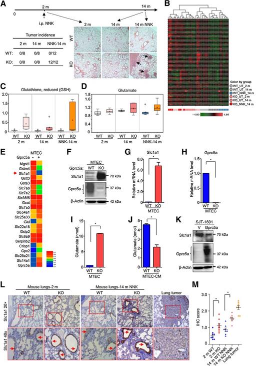 Dysregulated Glutamate Transporter SLC1A1 Propels Cystine Uptake via Xc ...