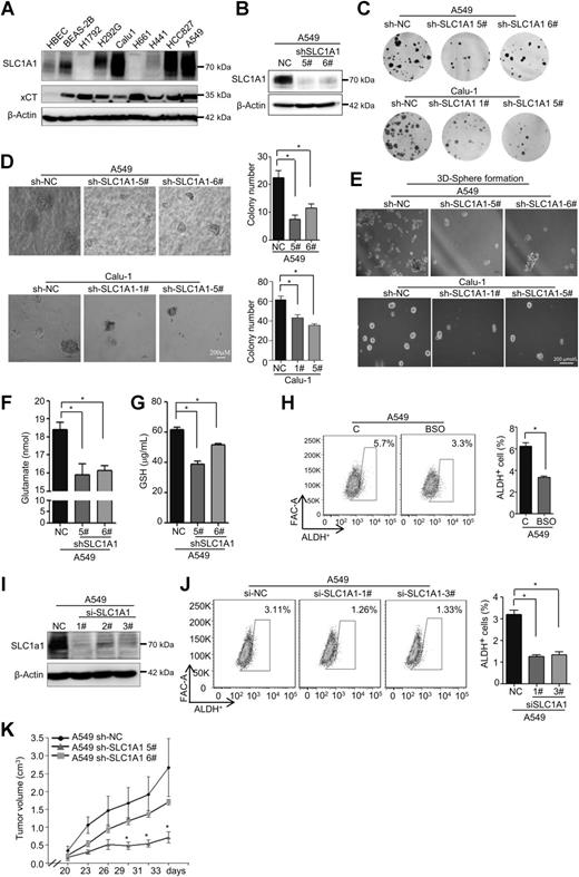 Dysregulated Glutamate Transporter SLC1A1 Propels Cystine Uptake via Xc ...