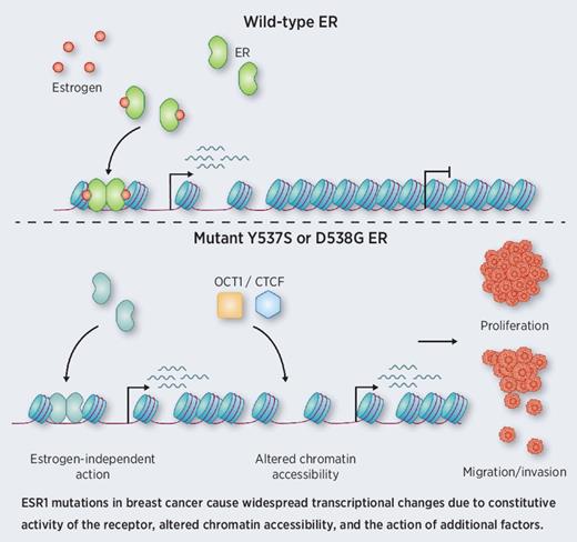 Estrogen Receptor Alpha Mutations in Breast Cancer Cells Cause Gene ...