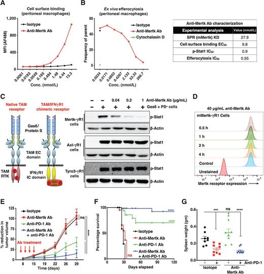 Axl and Mertk Receptors Cooperate to Promote Breast Cancer Progression ...