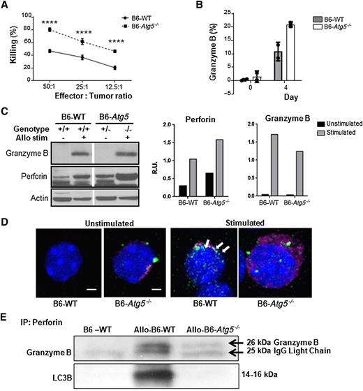 ATG5-Dependent Autophagy Uncouples T-cell Proliferative and Effector ...