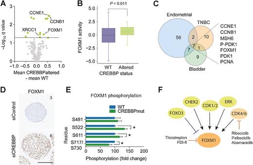 3D Functional Genomics Screens Identify CREBBP as a Targetable Driver ...