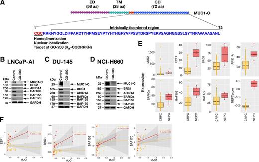MUC1-C Activates the BAF (mSWI/SNF) Complex in Prostate Cancer Stem ...