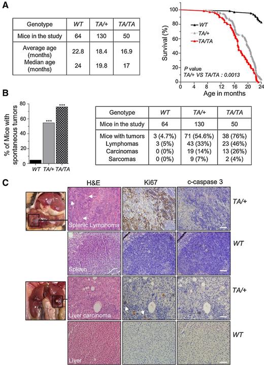 PLK1 Induces Chromosomal Instability and Overrides Cell-Cycle ...