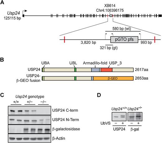 USP24 Is a Cancer-Associated Ubiquitin Hydrolase, Novel Tumor ...