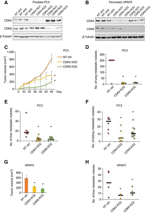 Differential Regulation of Cancer Progression by CDK4/6 Plays a Central ...