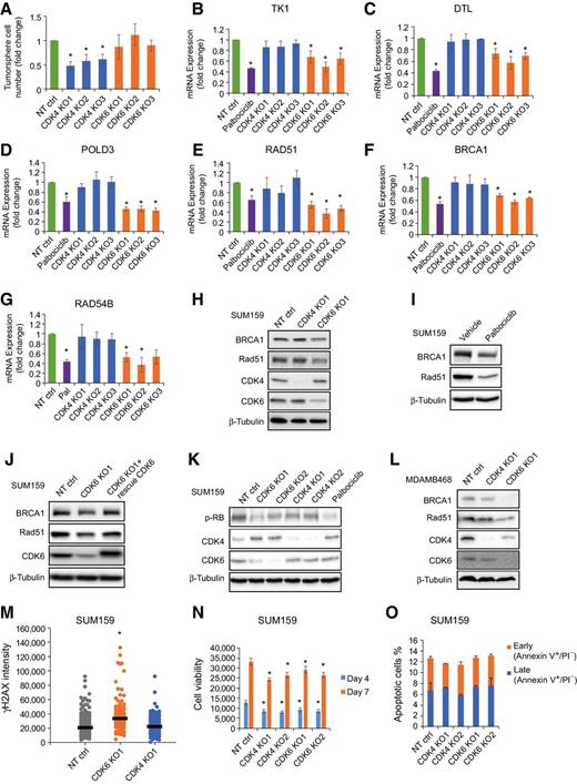 Differential Regulation of Cancer Progression by CDK4/6 Plays a Central ...