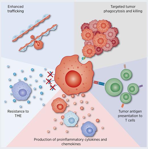 Macrophage-Based Approaches for Cancer Immunotherapy | Cancer Research ...