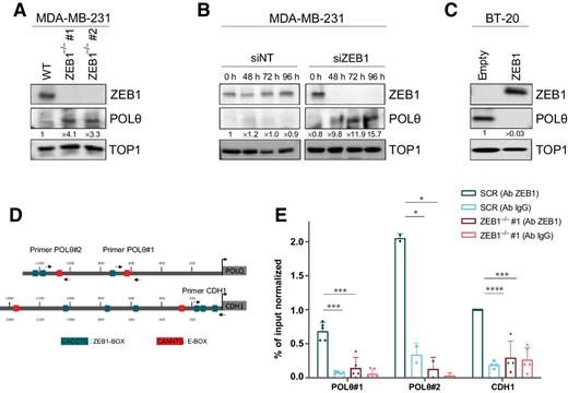EMT Transcription Factor ZEB1 Represses the Mutagenic POLθ-Mediated End ...