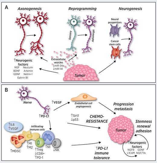 Cancer-Associated Neurogenesis and Nerve-Cancer Cross-talk | Cancer ...