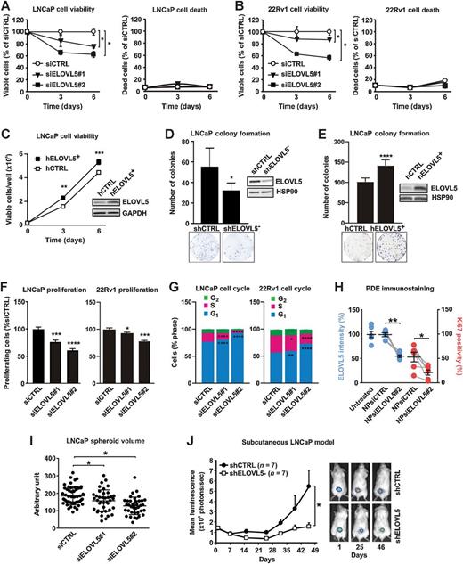 ELOVL5 Is a Critical and Targetable Fatty Acid Elongase in Prostate ...