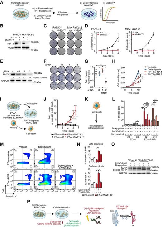 RINT1 Regulates SUMOylation and the DNA Damage Response to Preserve ...