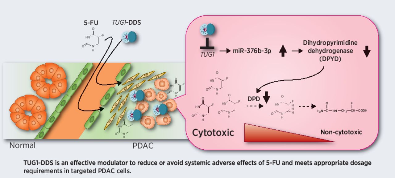 Cancer-Specific Targeting of Taurine-Upregulated Gene 1 Enhances the ...