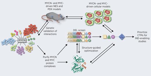 Drugging the “Undruggable” MYCN Oncogenic Transcription Factor ...