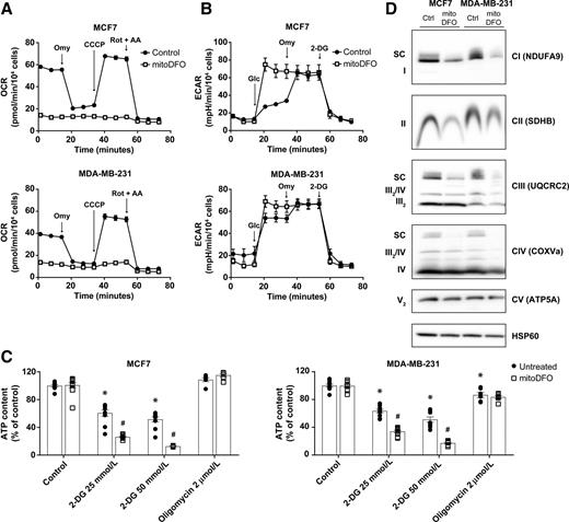 Targeting Mitochondrial Iron Metabolism Suppresses Tumor Growth and ...