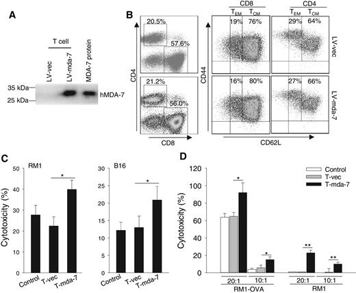 Engineering T Cells to Express Tumoricidal MDA-7/IL24 Enhances Cancer ...