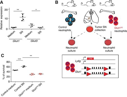 GLUT1 Expression in Tumor-Associated Neutrophils Promotes Lung Cancer ...