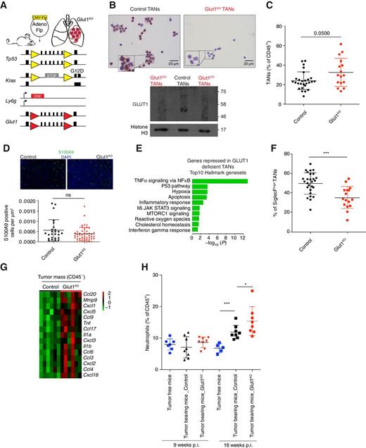 GLUT1 Expression in Tumor-Associated Neutrophils Promotes Lung Cancer ...