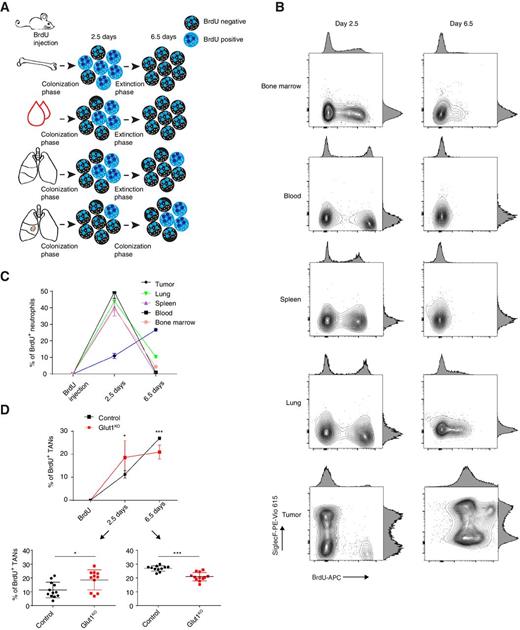 GLUT1 Expression in Tumor-Associated Neutrophils Promotes Lung Cancer ...