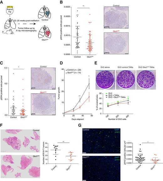 GLUT1 Expression in Tumor-Associated Neutrophils Promotes Lung Cancer ...