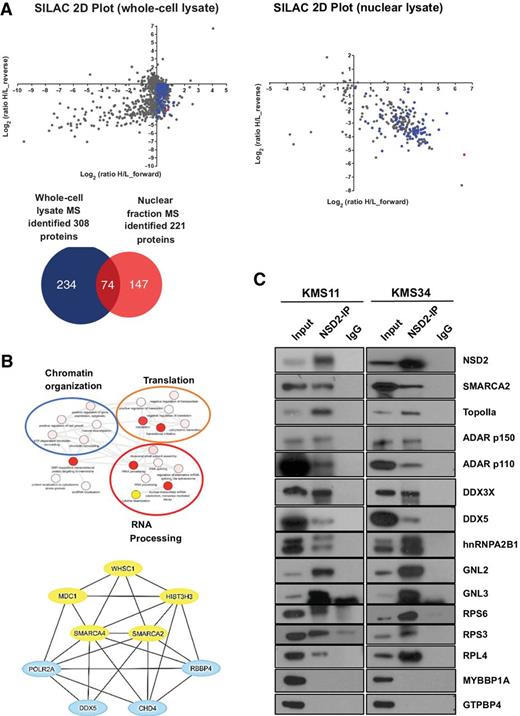 SMARCA2 Is a Novel Interactor of NSD2 and Regulates Prometastatic ...