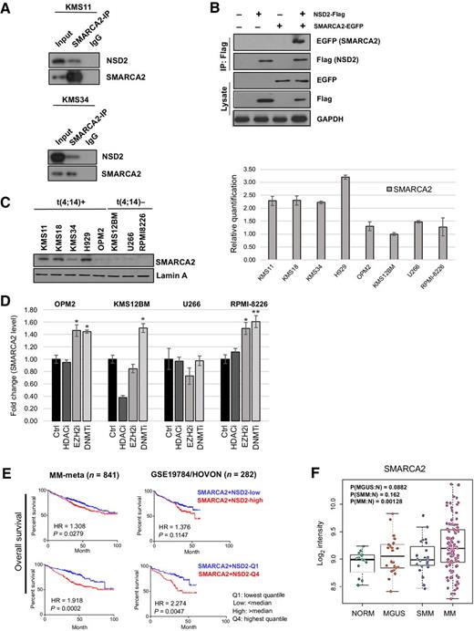 SMARCA2 Is a Novel Interactor of NSD2 and Regulates Prometastatic ...