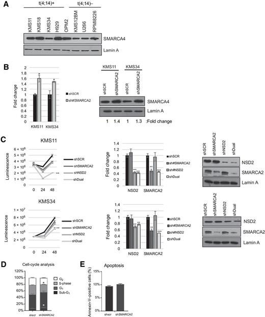 SMARCA2 Is a Novel Interactor of NSD2 and Regulates Prometastatic ...