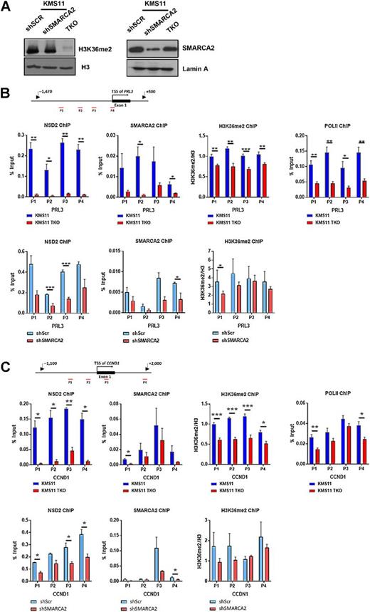 SMARCA2 Is a Novel Interactor of NSD2 and Regulates Prometastatic ...
