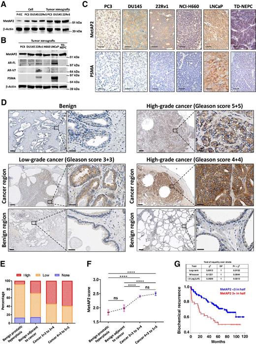 In Vivo Imaging of Methionine Aminopeptidase II for Prostate Cancer ...