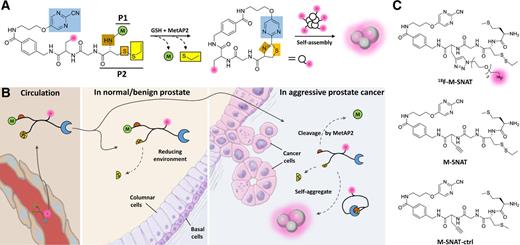 In Vivo Imaging of Methionine Aminopeptidase II for Prostate Cancer ...
