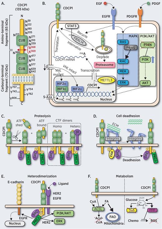 The CDCP1 Signaling Hub: A Target for Cancer Detection and Therapeutic ...