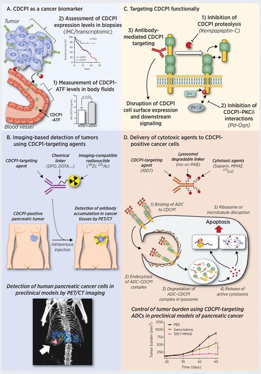 The CDCP1 Signaling Hub: A Target for Cancer Detection and Therapeutic ...