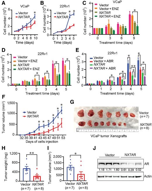Loss of Long Noncoding RNA NXTAR in Prostate Cancer Augments Androgen ...