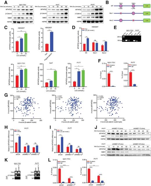 The Protein Kinase Activity of NME7 Activates Wnt/β-Catenin Signaling ...
