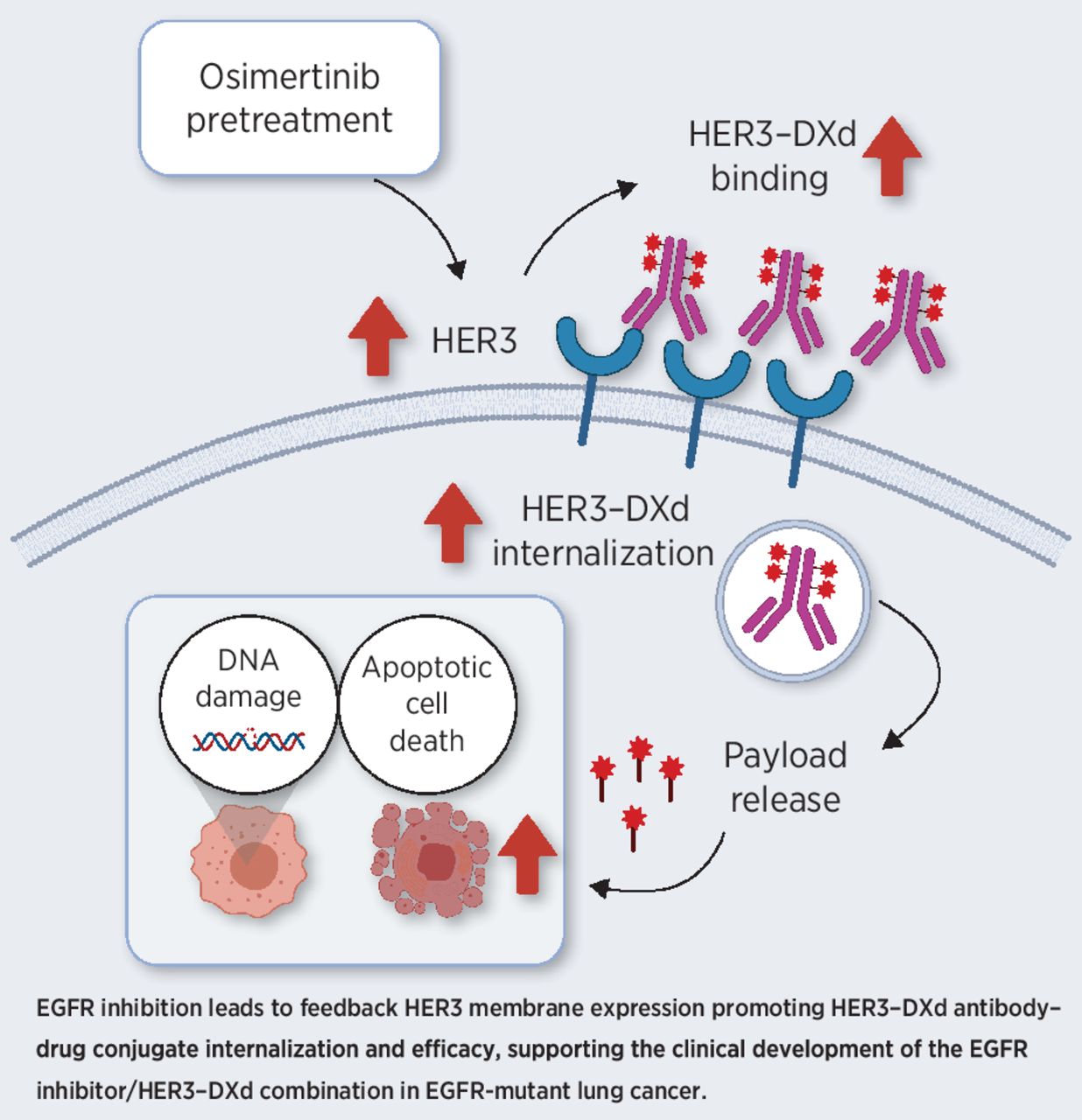 EGFR Inhibition Enhances the Cellular Uptake and Antitumor-Activity of the HER3 Antibody–Drug ...