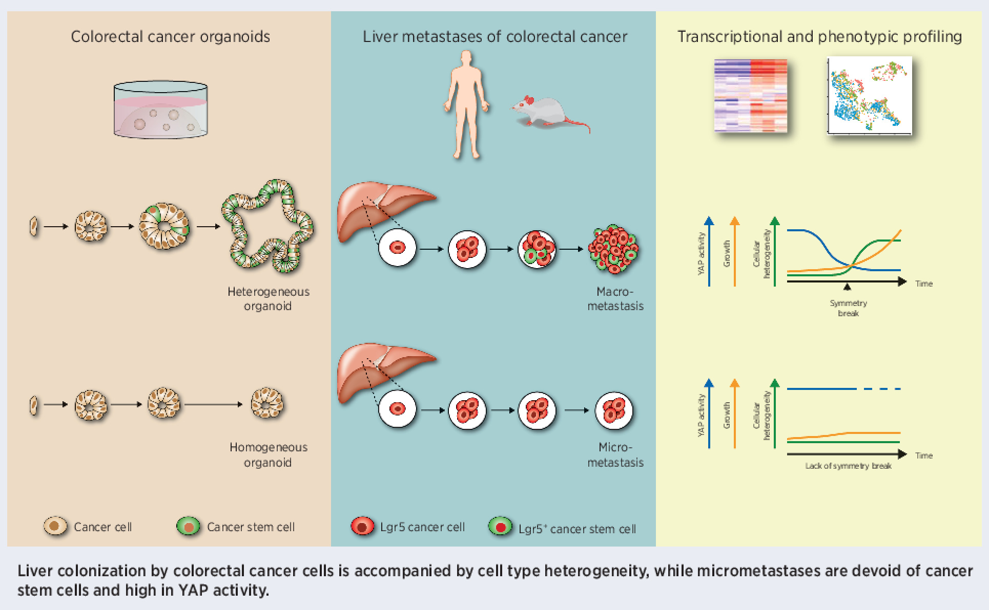 Liver Colonization by Colorectal Cancer Metastases Requires YAP ...