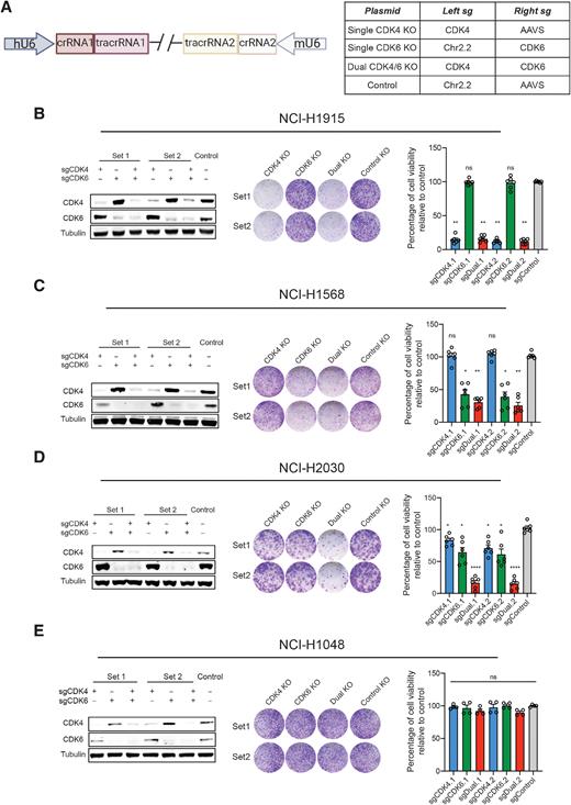 Functional Genomic Analysis of CDK4 and CDK6 Gene Dependency across ...