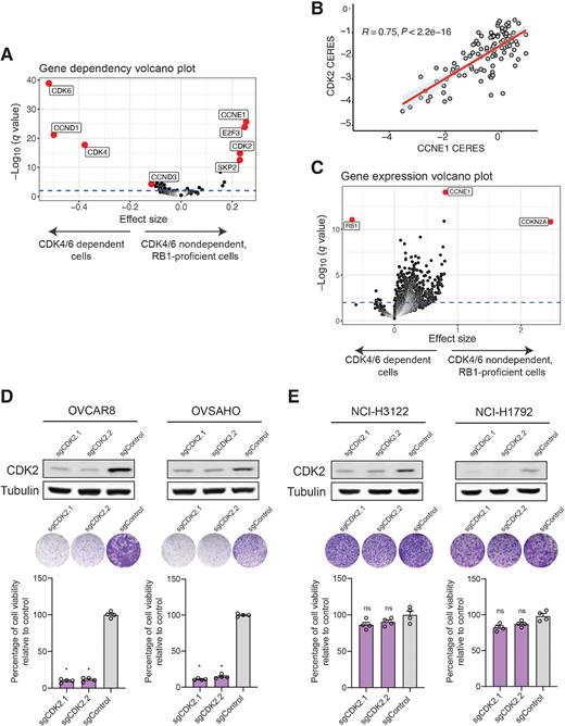 Functional Genomic Analysis of CDK4 and CDK6 Gene Dependency across ...