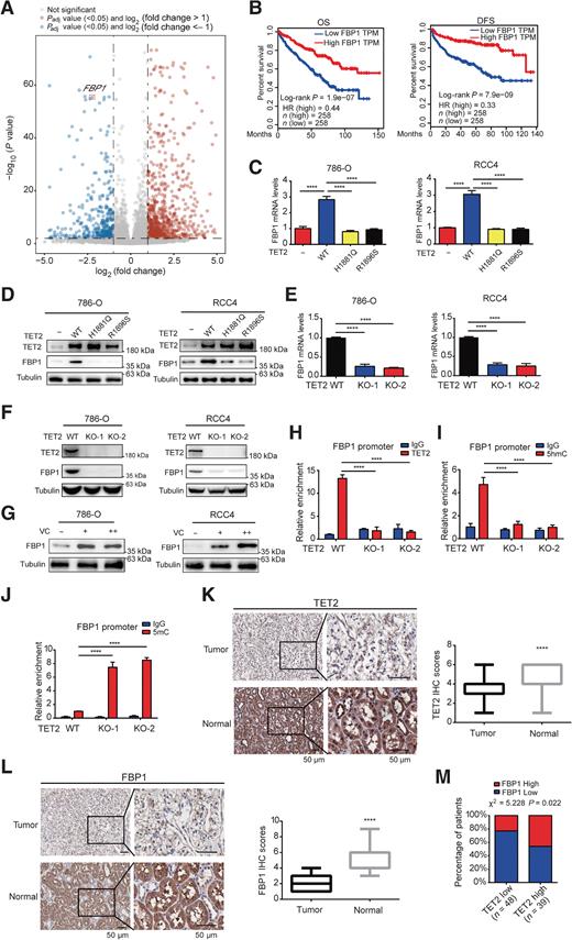 TET2 Suppresses VHL Deficiency-Driven Clear Cell Renal Cell Carcinoma ...