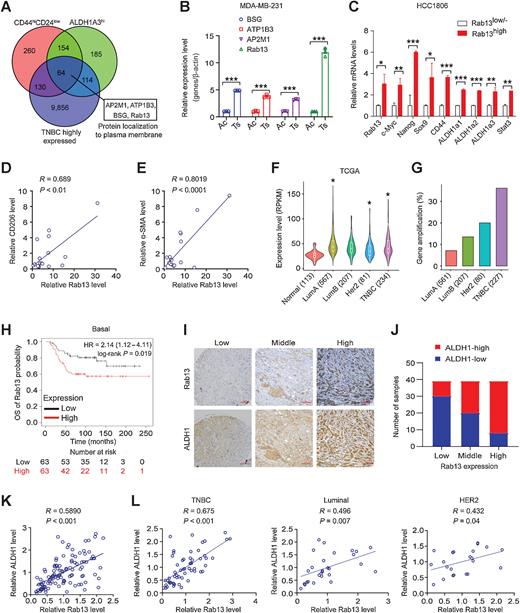 Rab13 Sustains Breast Cancer Stem Cells by Supporting Tumor–Stroma ...