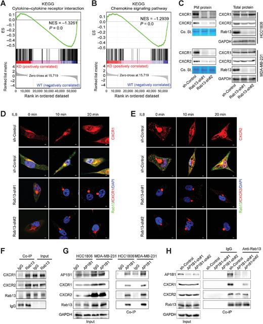 Rab13 Sustains Breast Cancer Stem Cells by Supporting Tumor–Stroma ...