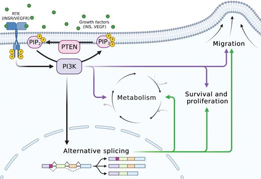 PI3King the Environment for Growth: PI3K Activation Drives ...