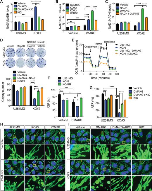 Targeting BCAT1 Combined with α-Ketoglutarate Triggers Metabolic ...
